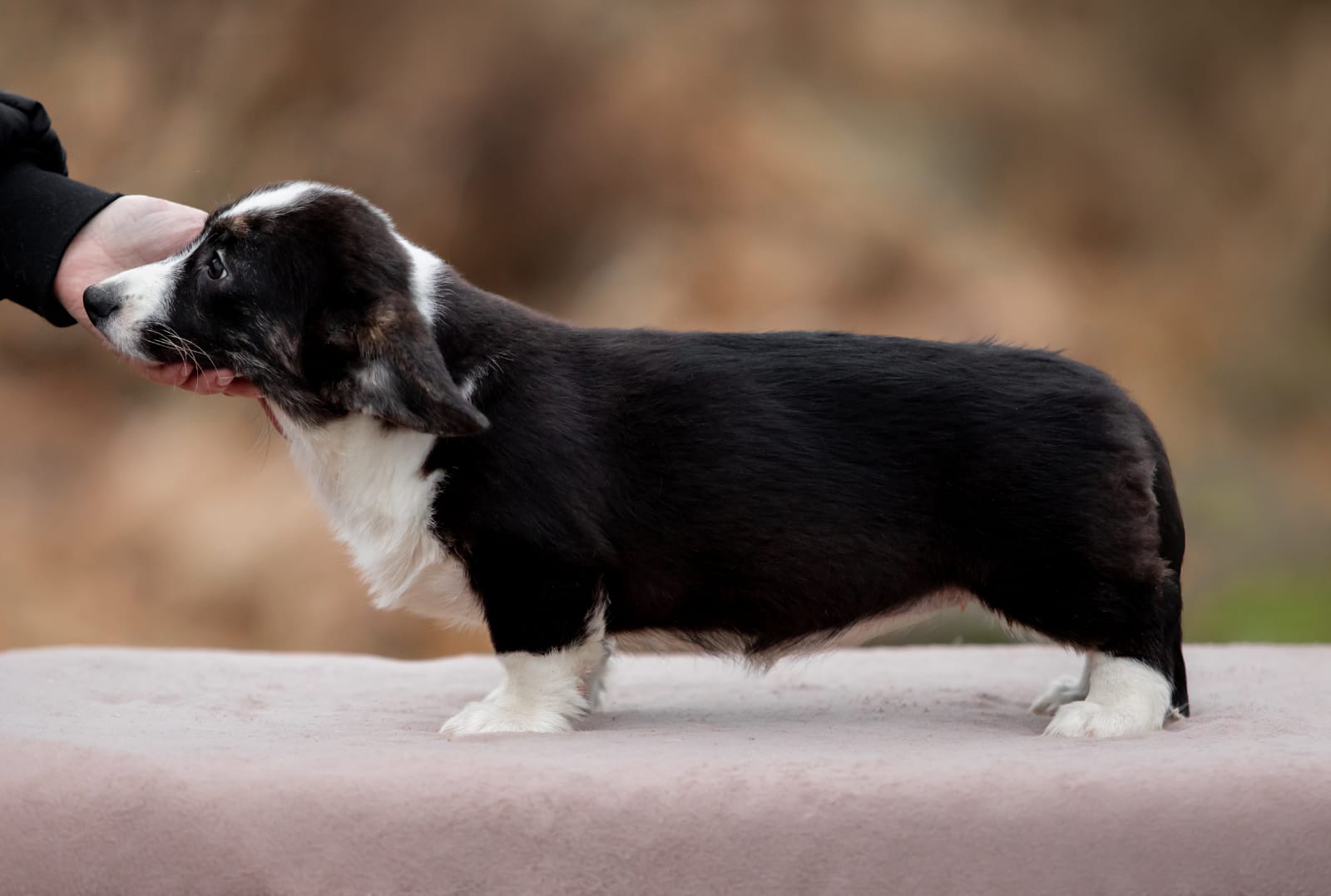 Купить щенка корги цена в Санкт-Петербурге
