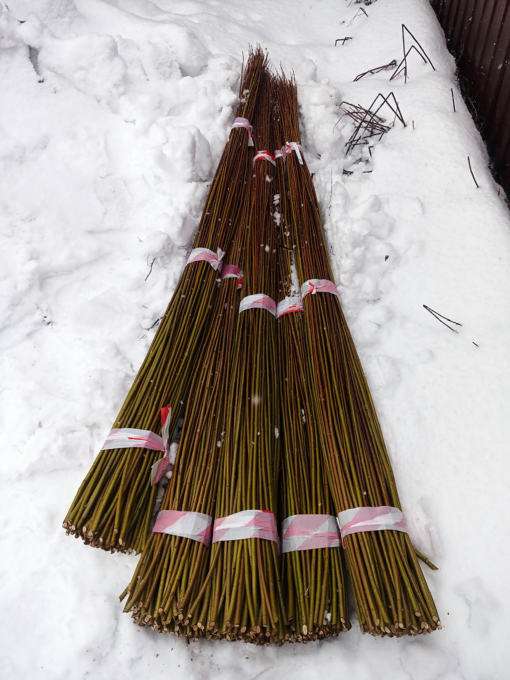 Живая изгородь из ивы. Прут для живой изгороди.