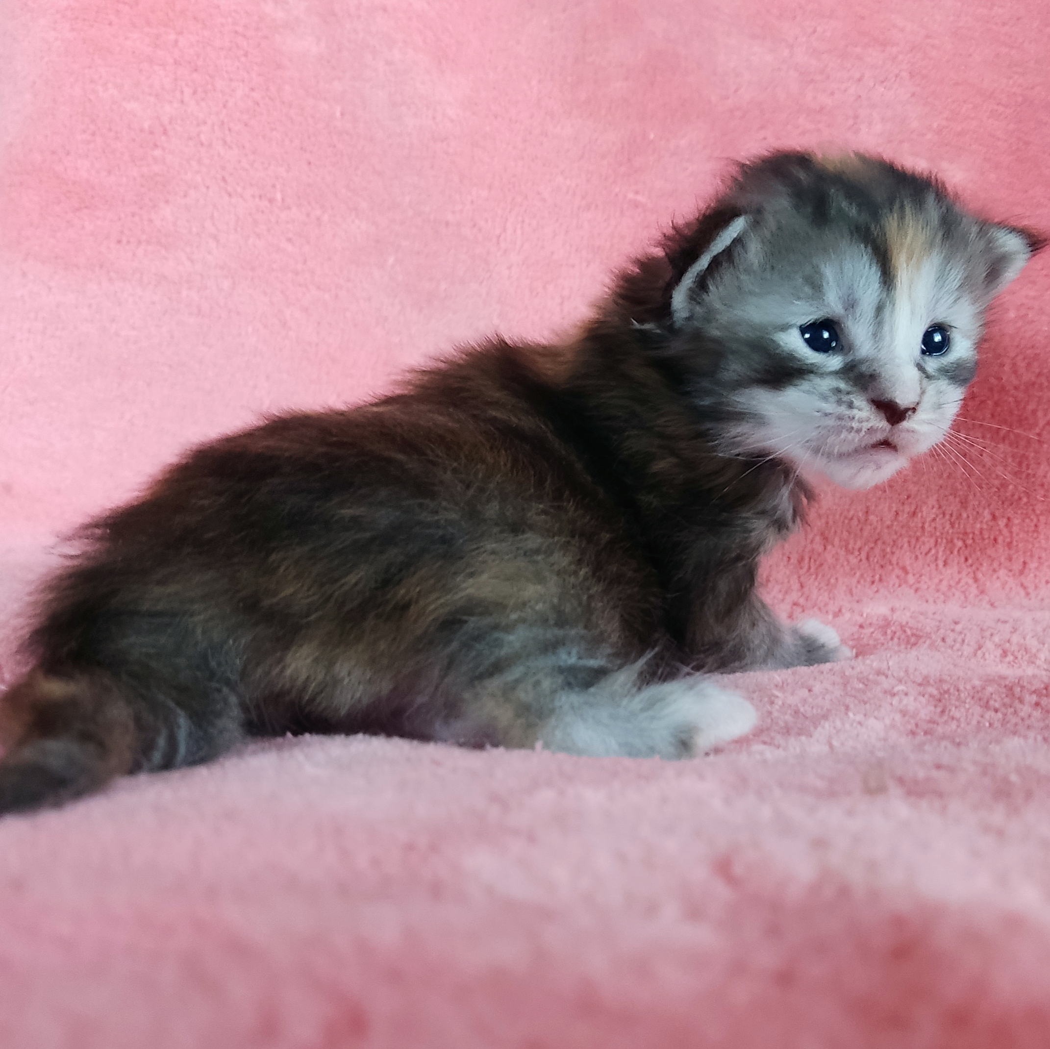 Котята мейн-куна из питомника Karabasville*RU /Карабасвилль *РУ